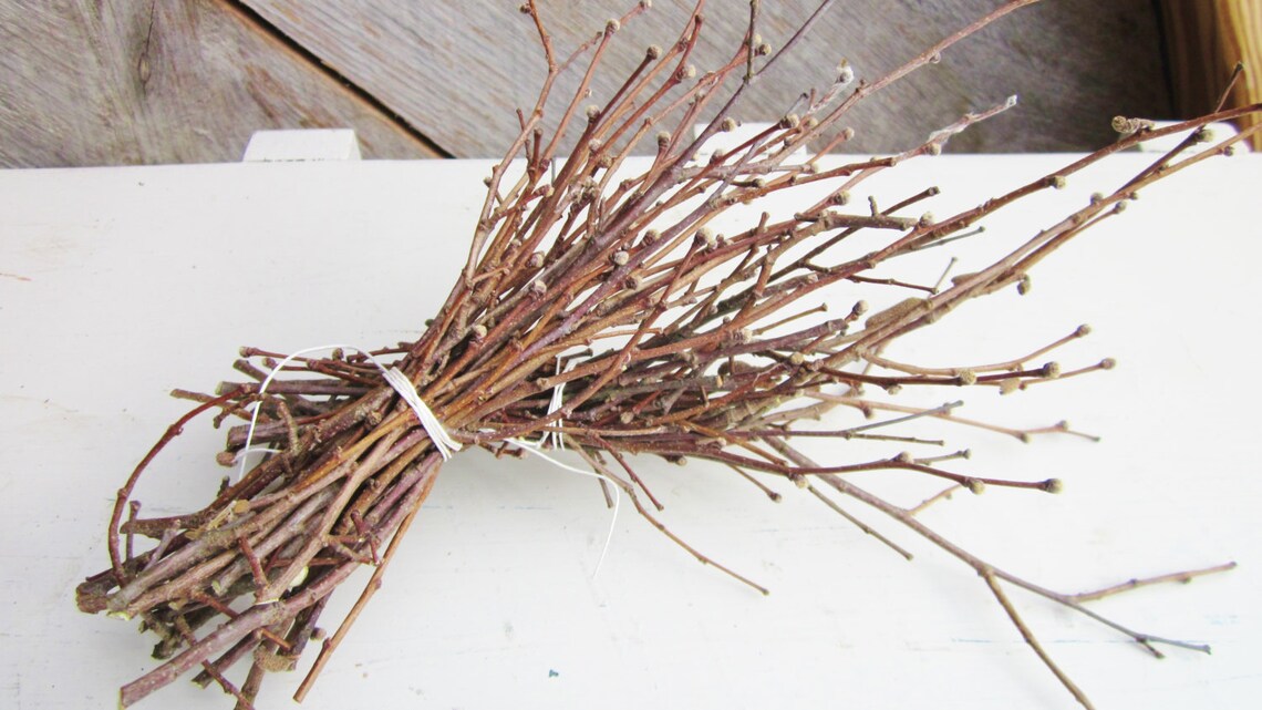 Hazel Wood Twig Bundle Small Hazelnut Twigs - Etsy