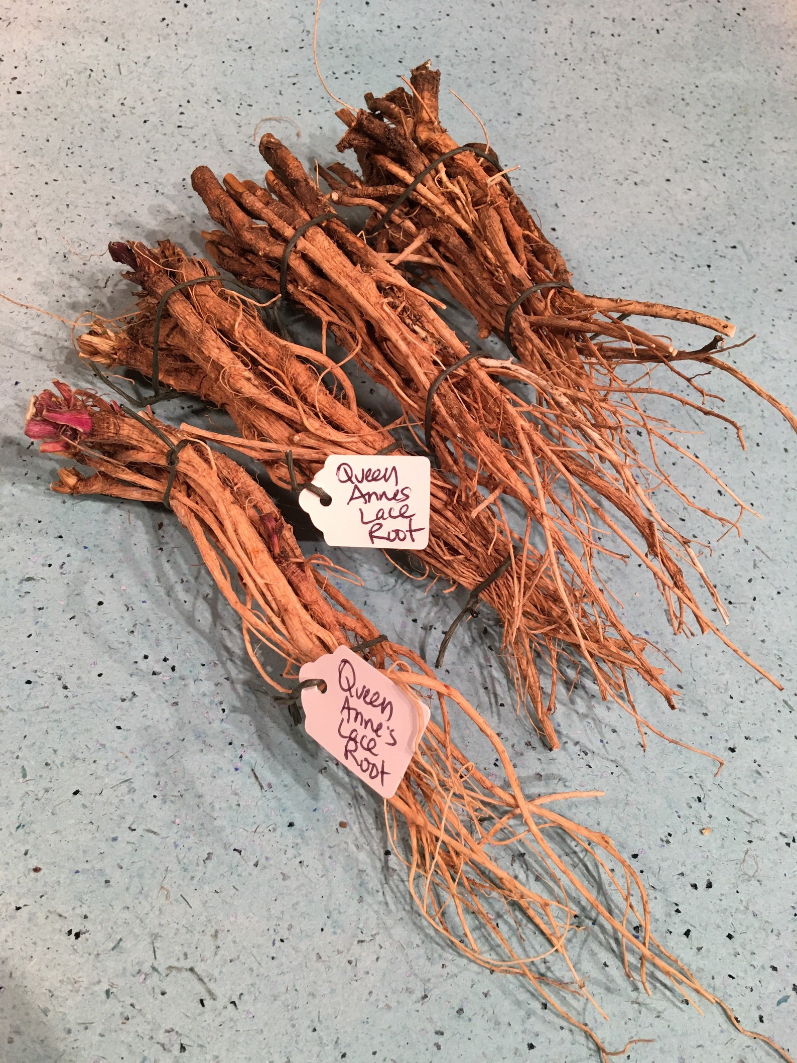 Dried Queen Anne's Lace Root - Etsy