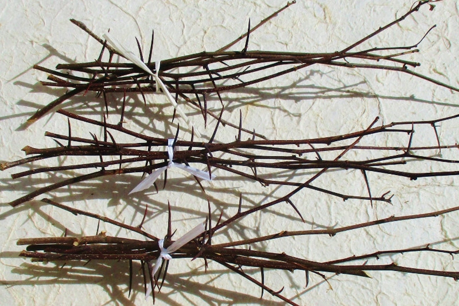 Hawthorn Tree Twigs With Thorns - Etsy
