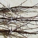 Hawthorn Tree Twigs With Thorns - Etsy