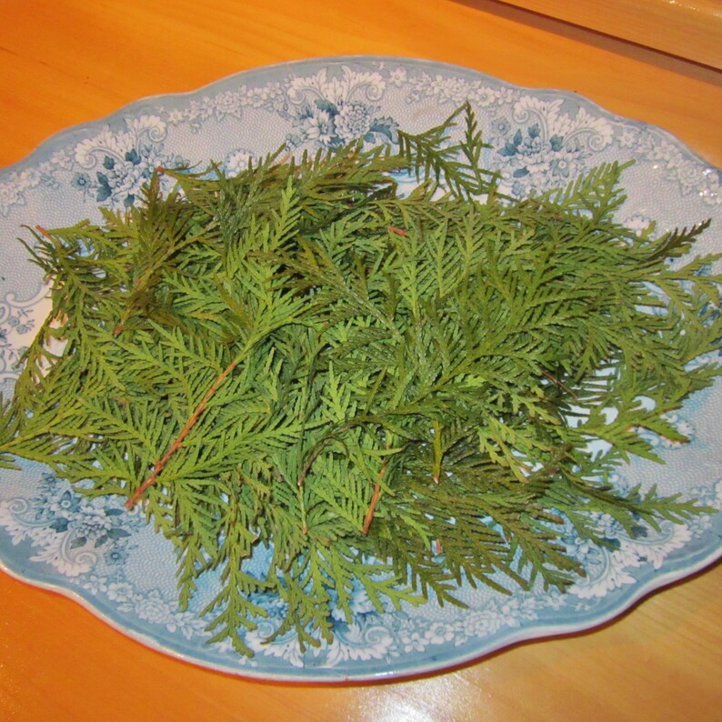 Northern White Cedar Tips, Fresh or Dried - Etsy