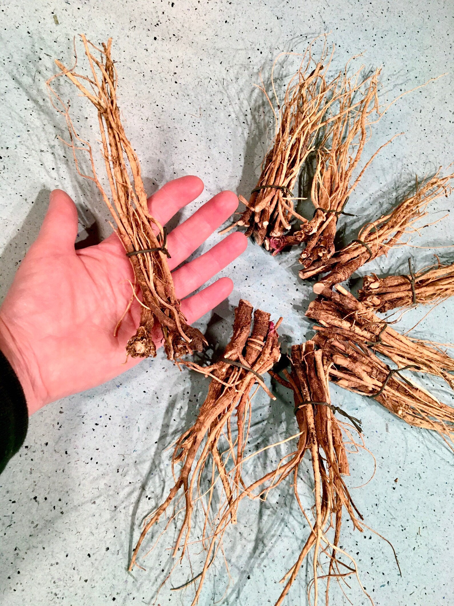 Dried Queen Anne's Lace Root - Etsy