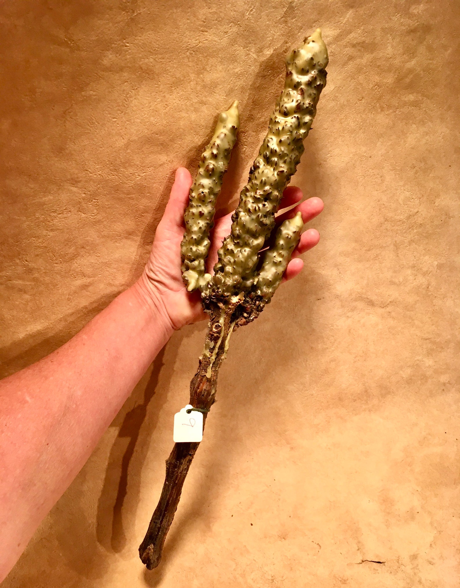 Large Witches Torches Mullein Bayberry Ceremonial Candle | Etsy