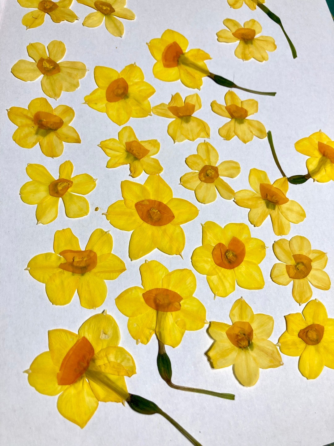20 Pressed Miniature Daffodils, Tiny 1 Real Daffodils - Etsy