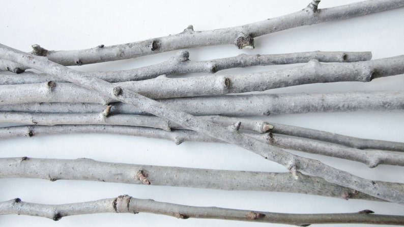 Poplar Wood Sticks 9 Poplar Branches | Etsy