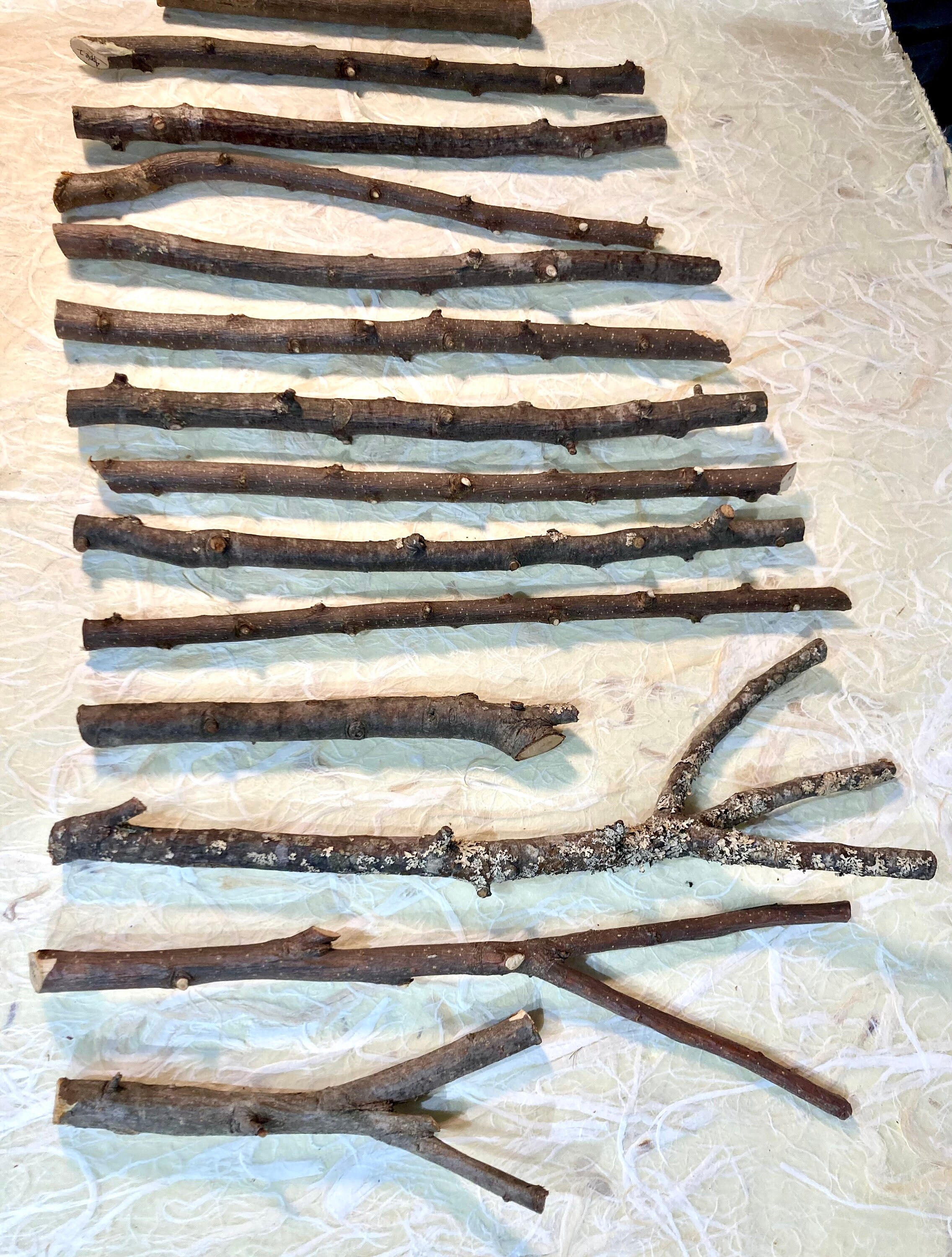 Wild Apple Wand Carving Wood | Etsy