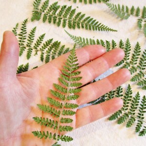 25 Pressed Real Green Ferns, Dried Green Fern Tips - Etsy