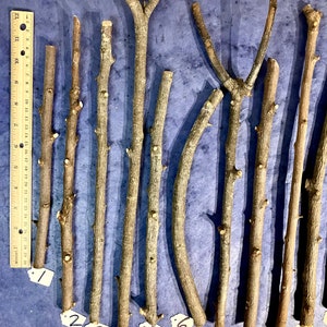 Wild Apple Wand Carving Wood - Etsy