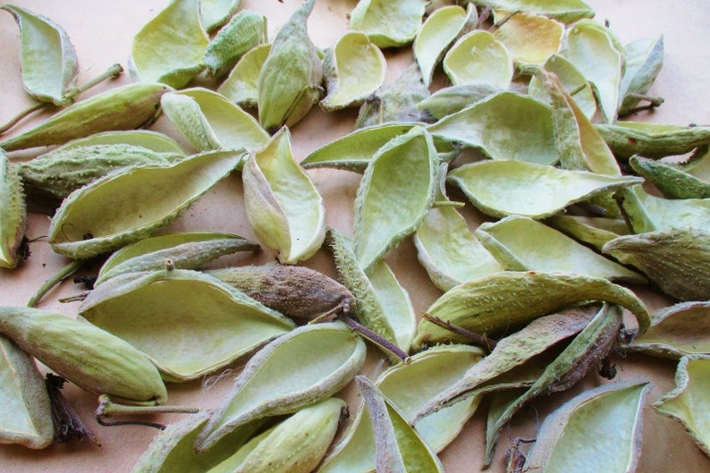 Dried Milkweed Pods Milk Weed Pod Crafts Asclepias Syriaca - Etsy