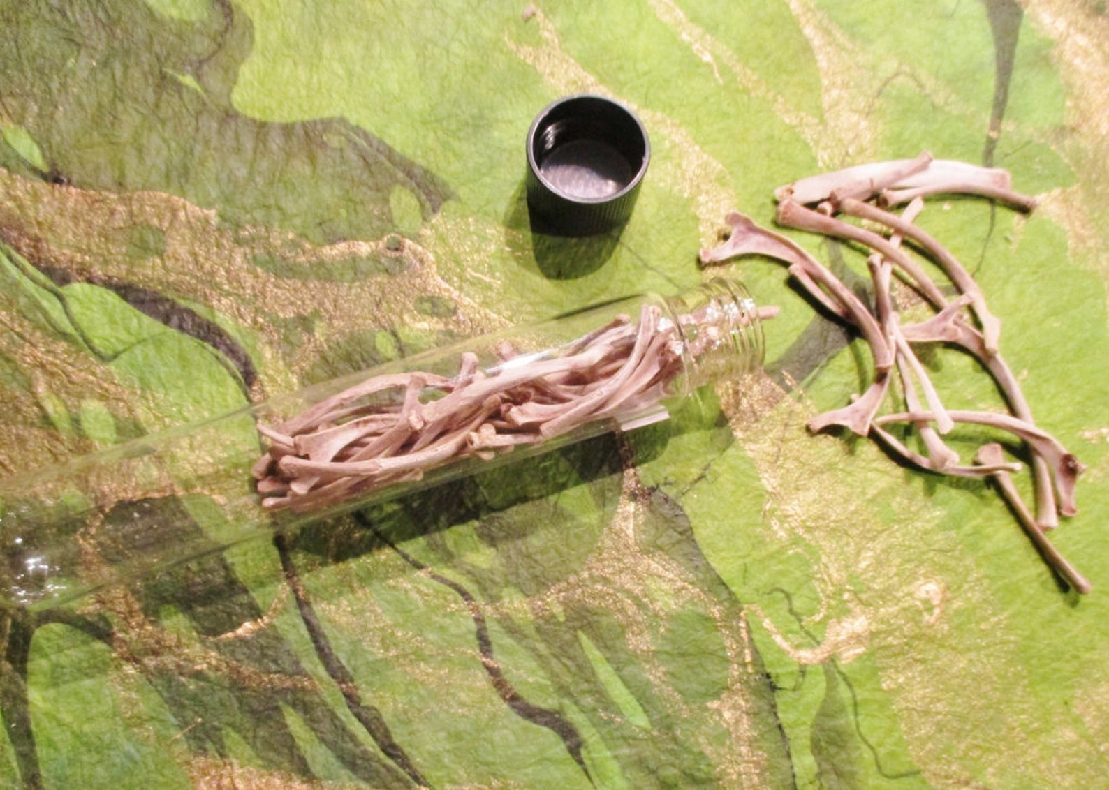 Bones in Vials Chicken Vertebrae and Rib Bones - Etsy