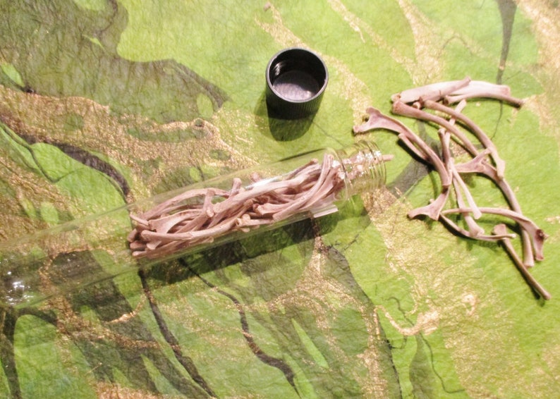 Bones in Vials Chicken Vertebrae and Rib Bones - Etsy