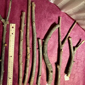 Wild Apple Wand Carving Wood - Etsy