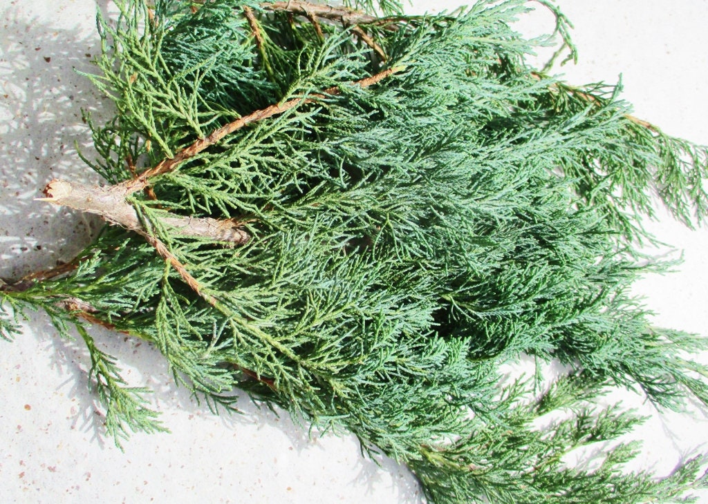 Eastern Red Cedar Needles