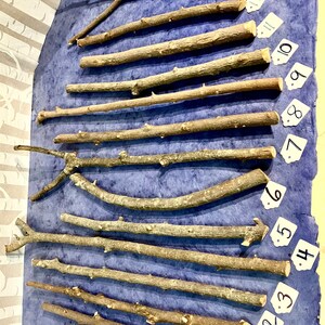 Wild Apple Wand Carving Wood - Etsy