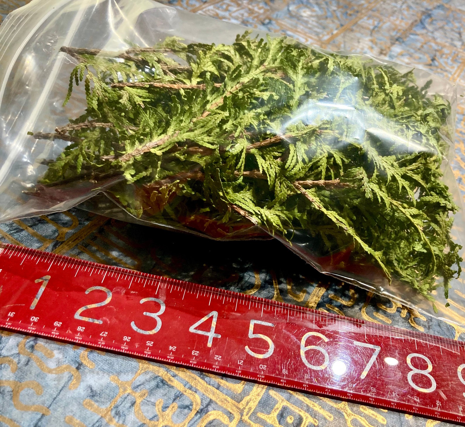 Fresh Cut Northern White Cedar Tips - Etsy