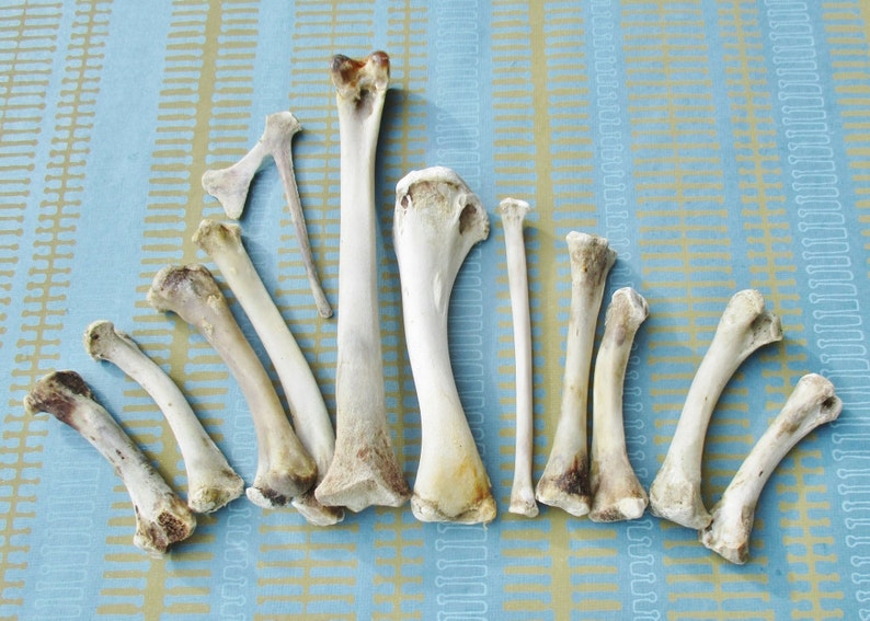 Chicken Bones, Cleaned Leg and Wing Bones - Etsy.de