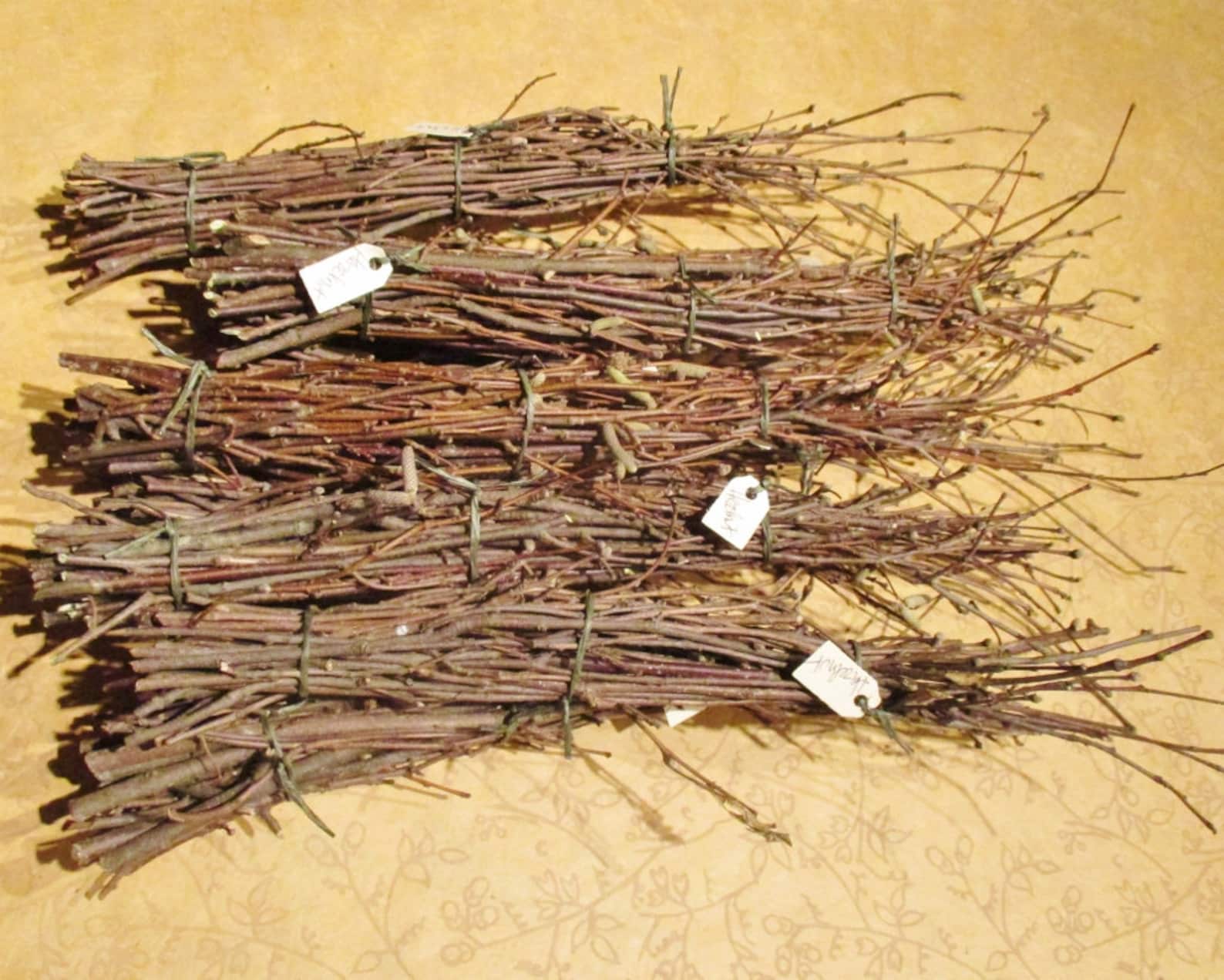 Hazel Wood Twig Bundle Small Hazelnut Twigs - Etsy
