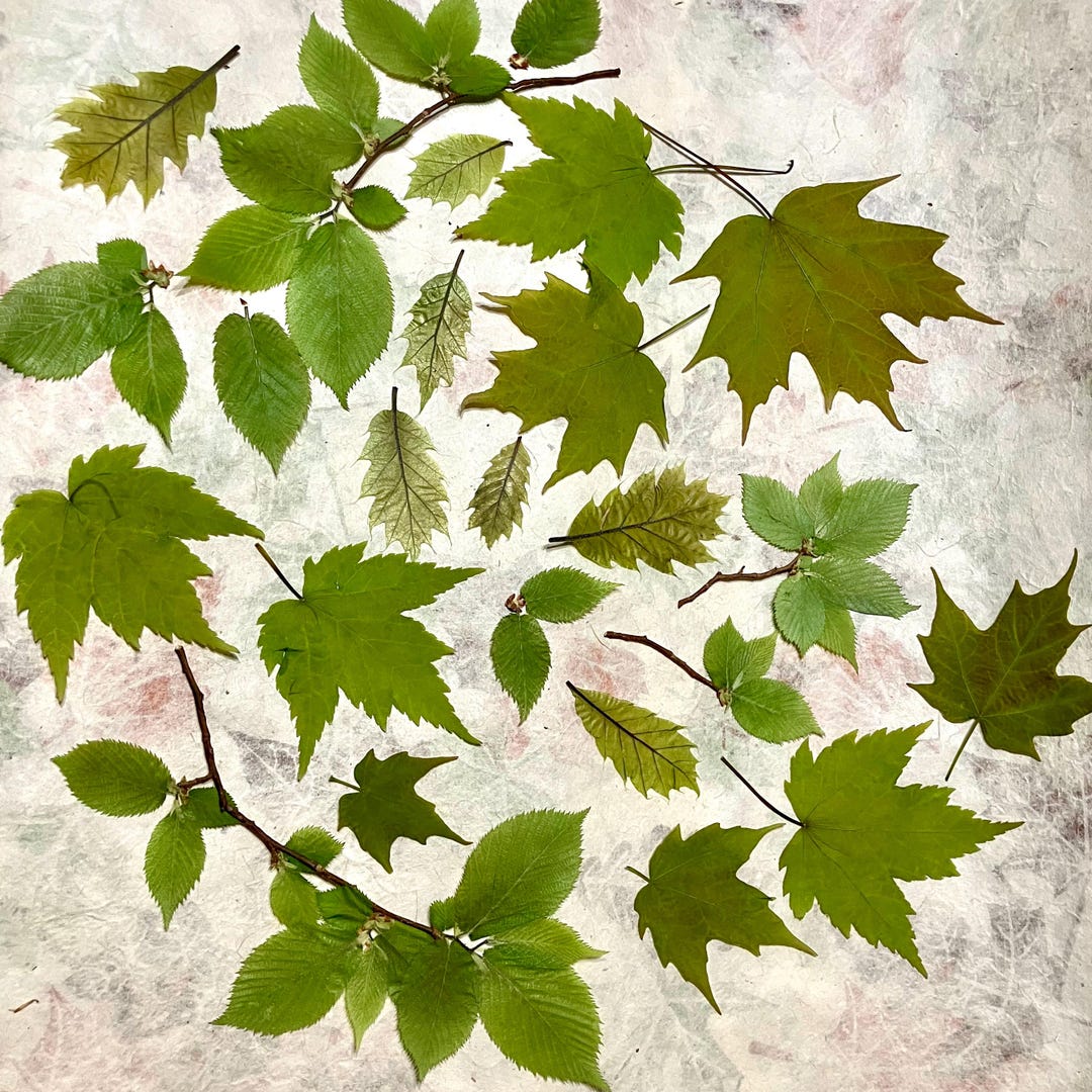 25 Assorted Pressed Tree Leaves, Oak, Maple, Hornbeam, Beech - Etsy