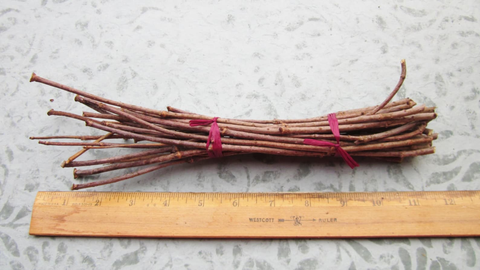 Elder Wood Twigs, Dried Elderberry Sticks, Sambucus Canadensis - Etsy