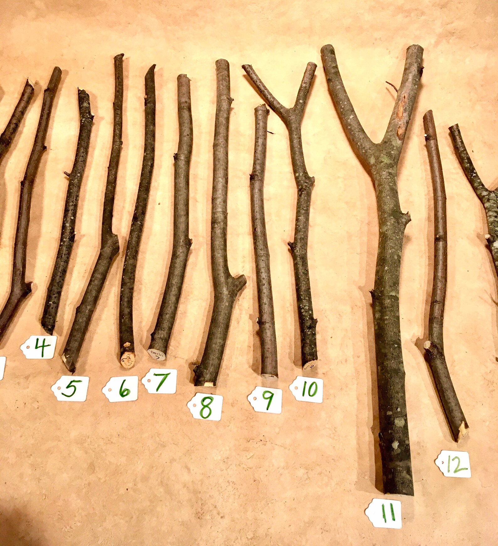 Beech Wood Sticks Fagus Grandifolia Wand Carving Wood | Etsy