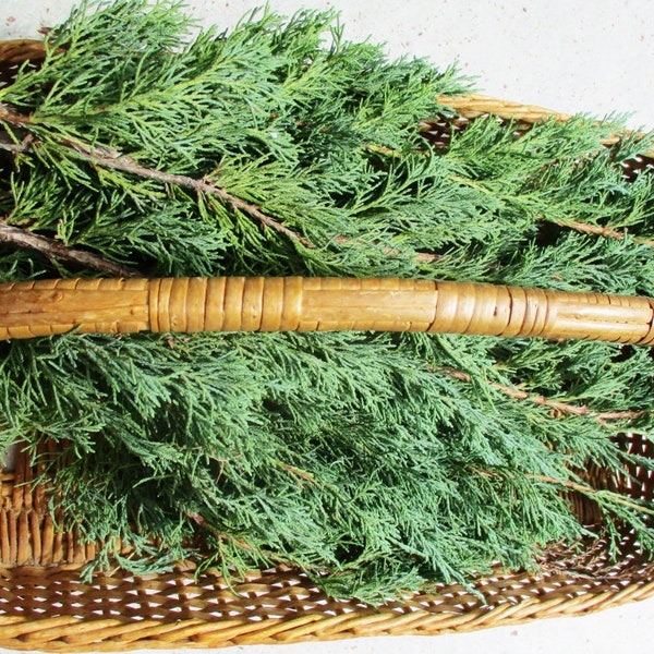 Eastern Red Cedar - Etsy