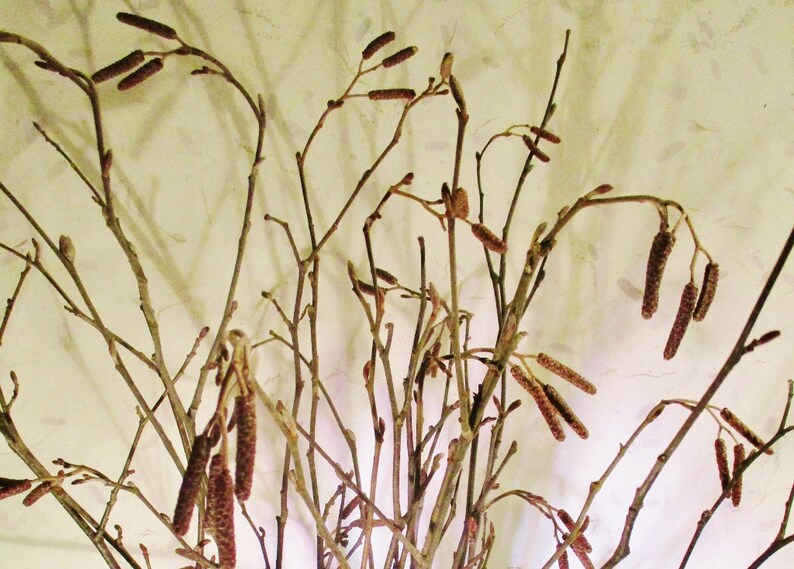 Alder Twig Bundle Fresh Alder Stick Bunch - Etsy
