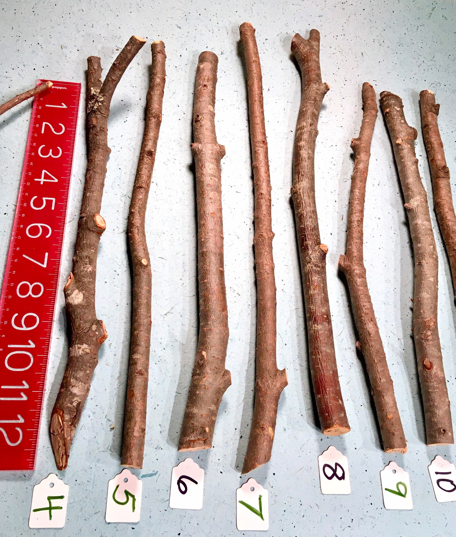 Hemlock Wood Eastern Hemlock Wand Carving Sticks Witch and | Etsy