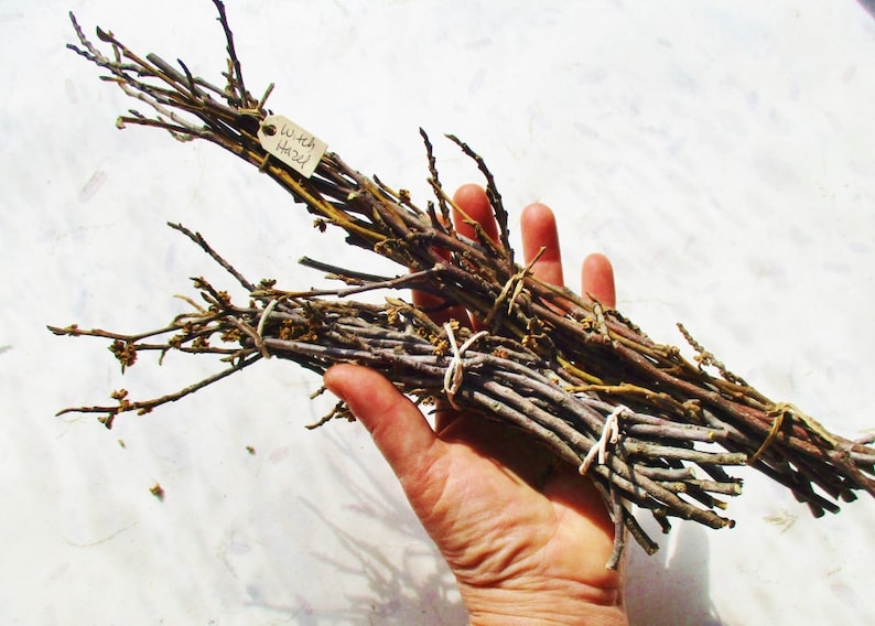 Witch Hazel Twigs, Bundle of Hamamelis Virginica Sticks - Etsy