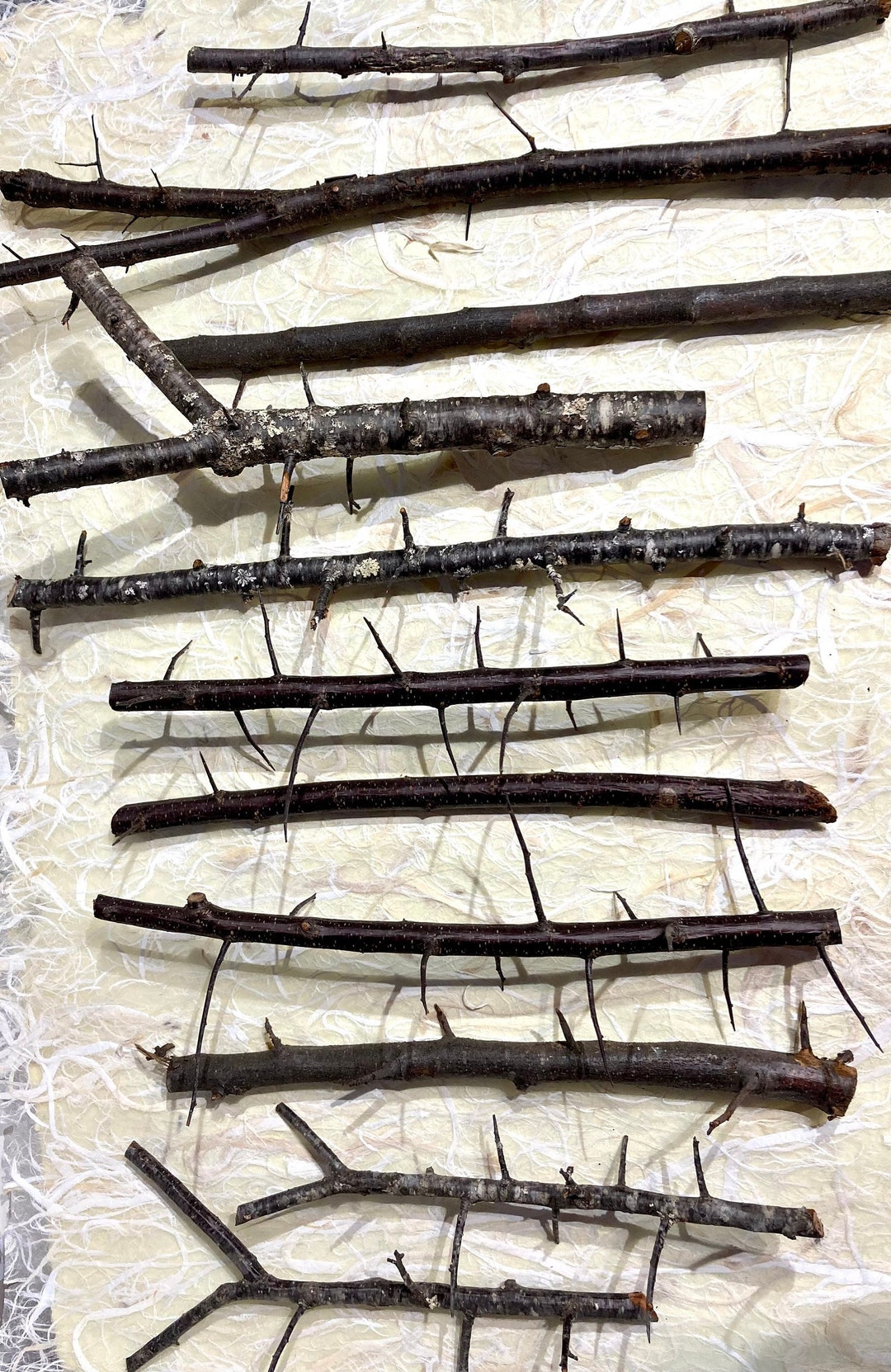 Blackthorn Wood Prunus Spinosa Thorn Wood Sticks - Etsy