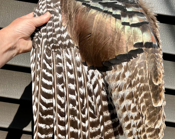 Whole Wild Turkey Wing - Etsy