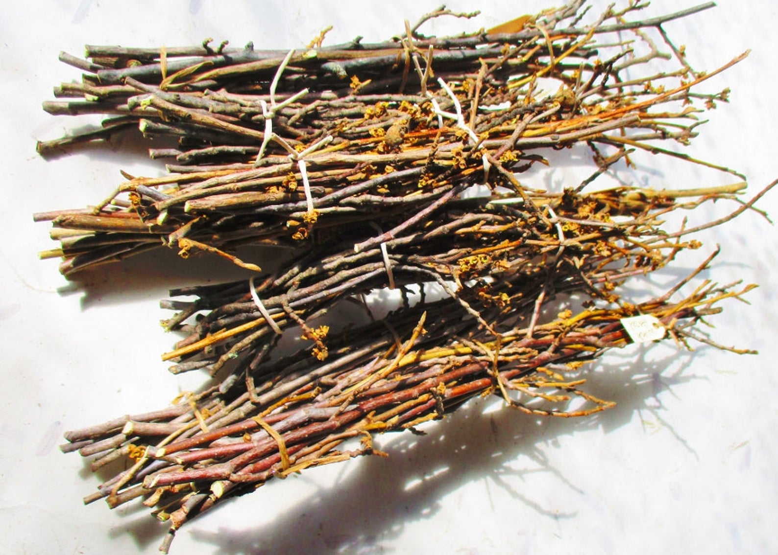 Witch Hazel Twigs, Bundle of Hamamelis Virginica Sticks - Etsy