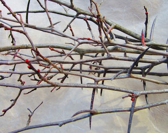 Set of 12 Sharp Branches for Craft Branches With Thorns Dried Thorny ...