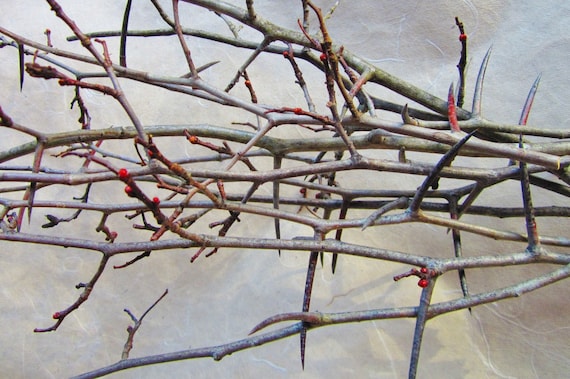 Hawthorn Tree Twigs With Thorns - Etsy