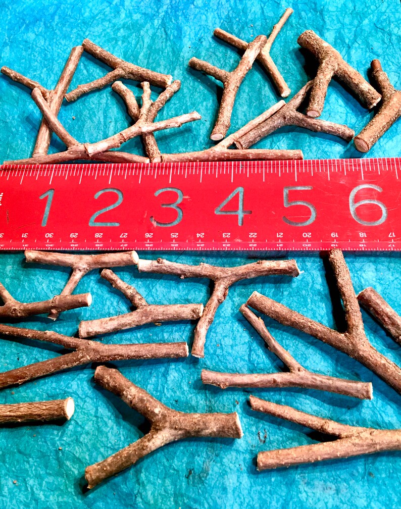 Witch Hazel Twig Forks, 4 Sizes Tiny Forked Sticks - Etsy
