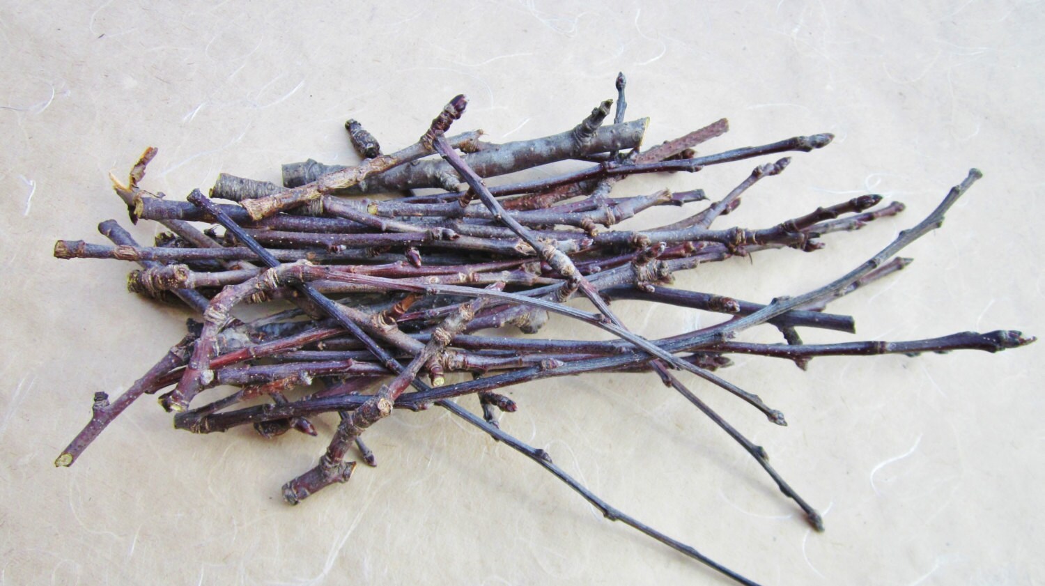 Apple Twigs Small Apple Wood Sticks - Etsy