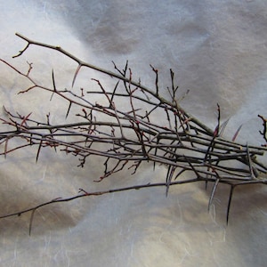 Hawthorn Tree Twigs With Thorns - Etsy
