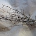 Hawthorn Tree Twigs With Thorns - Etsy