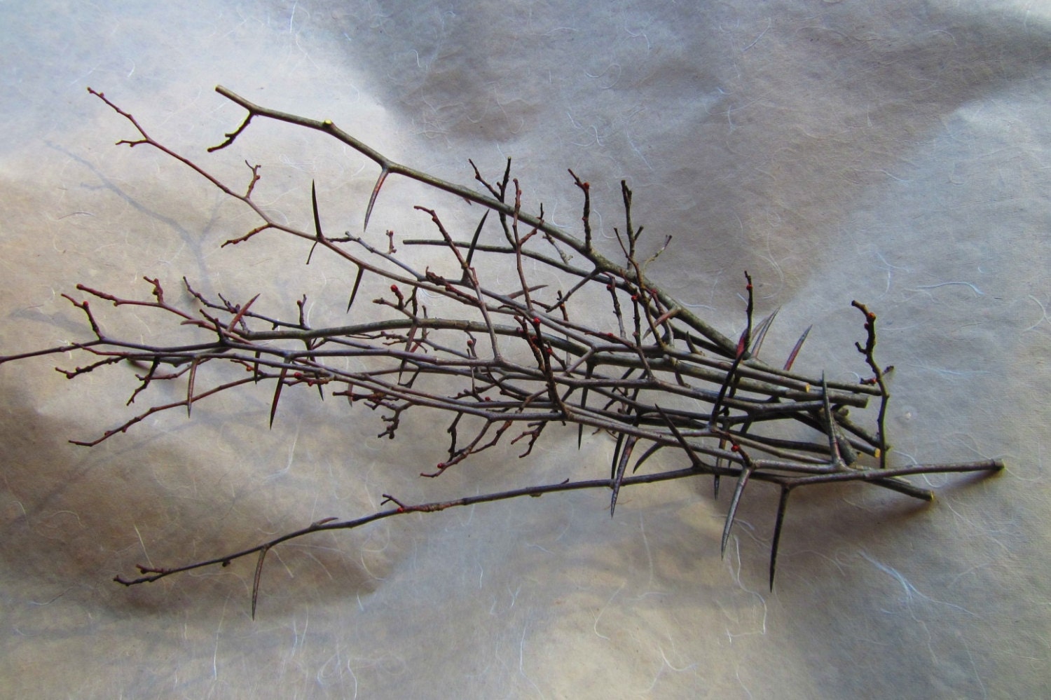 Hawthorn Tree Twigs With Thorns - Etsy
