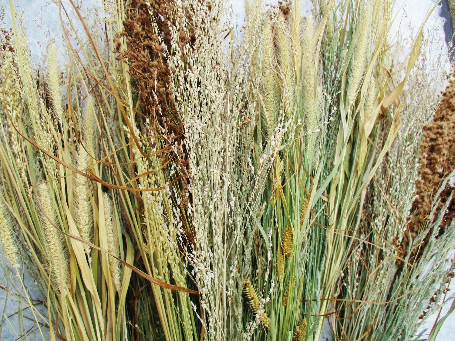 Dried Grasses Assorted Long Stemmed Dried Grass Bunches for | Etsy