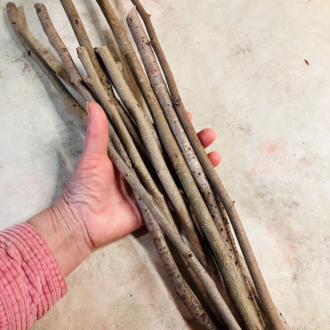 Poplar Wood Sticks, 9 Poplar Branches - Etsy