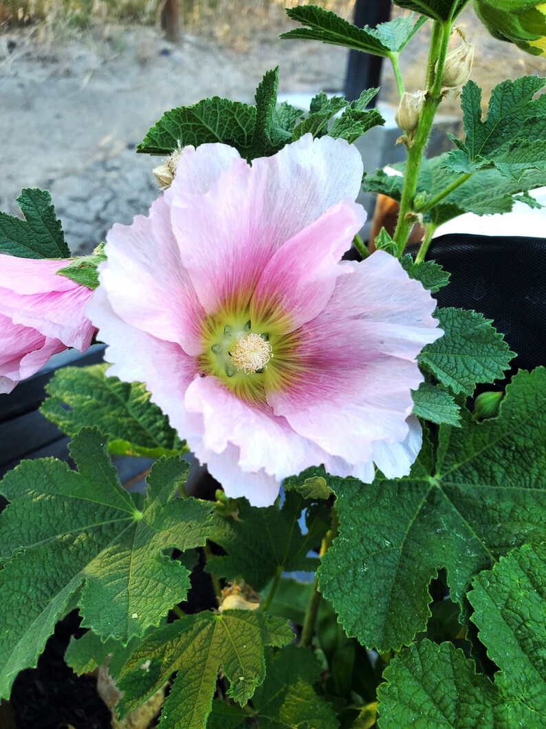 Hollyhock Seeds | Flowers | Plants | Beneficial | Herbal | Malvaceae ...