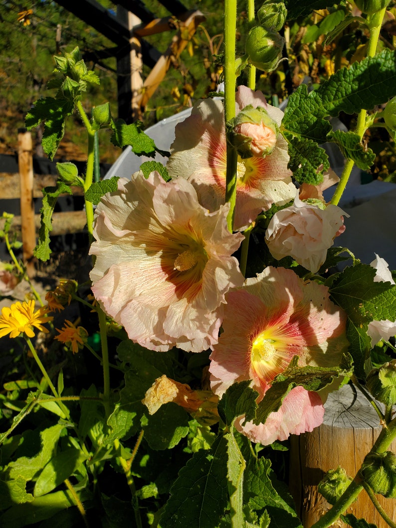Hollyhock Seeds | Flowers | Plants | Beneficial | Herbal | Malvaceae ...