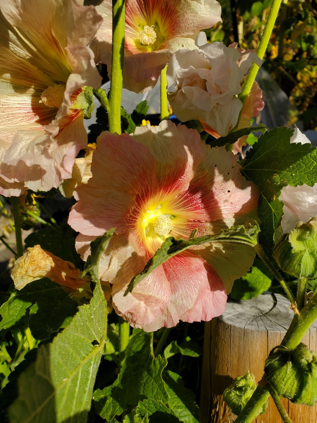 Hollyhock Seeds | Flowers | Plants | Beneficial | Herbal | Malvaceae ...