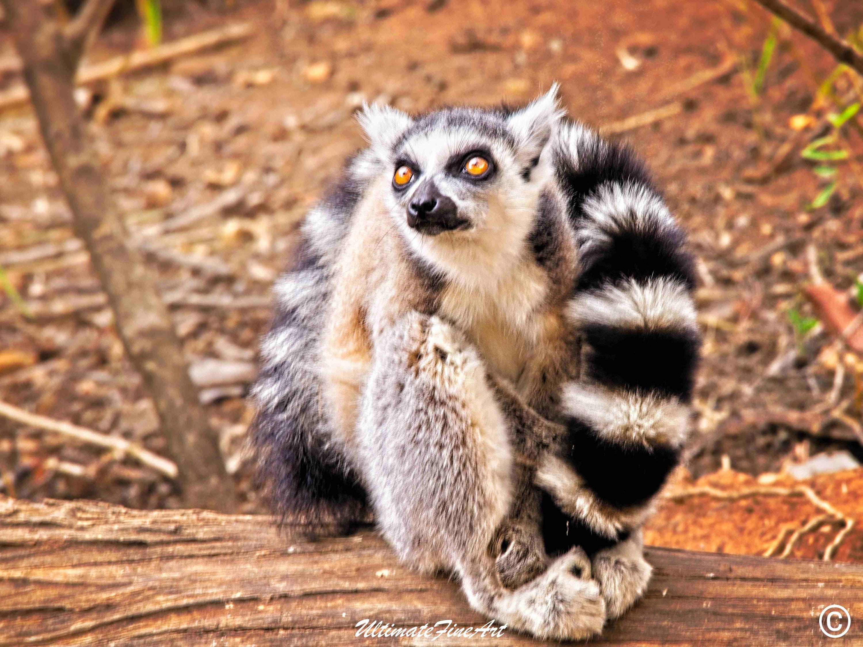Ringed Tail Lemur, Digital Download, Madagascar Lemur, Wildlife Photo ...