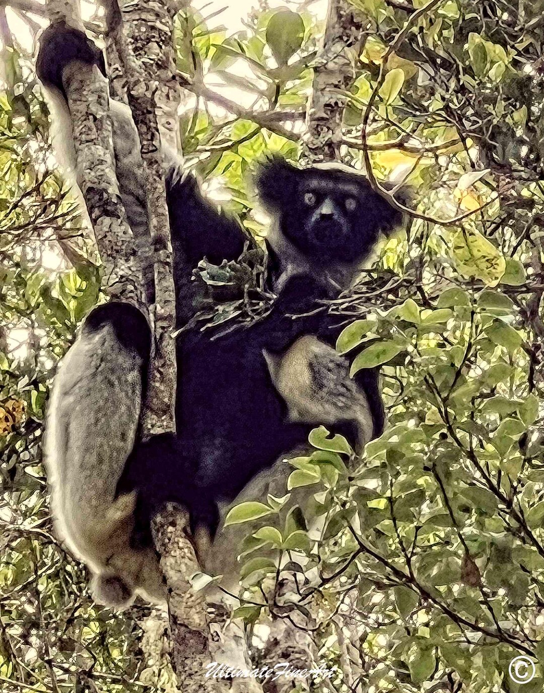 Indri Indri Lemur, Digital Download, Madagascar Lemur, Wildlife Photo ...