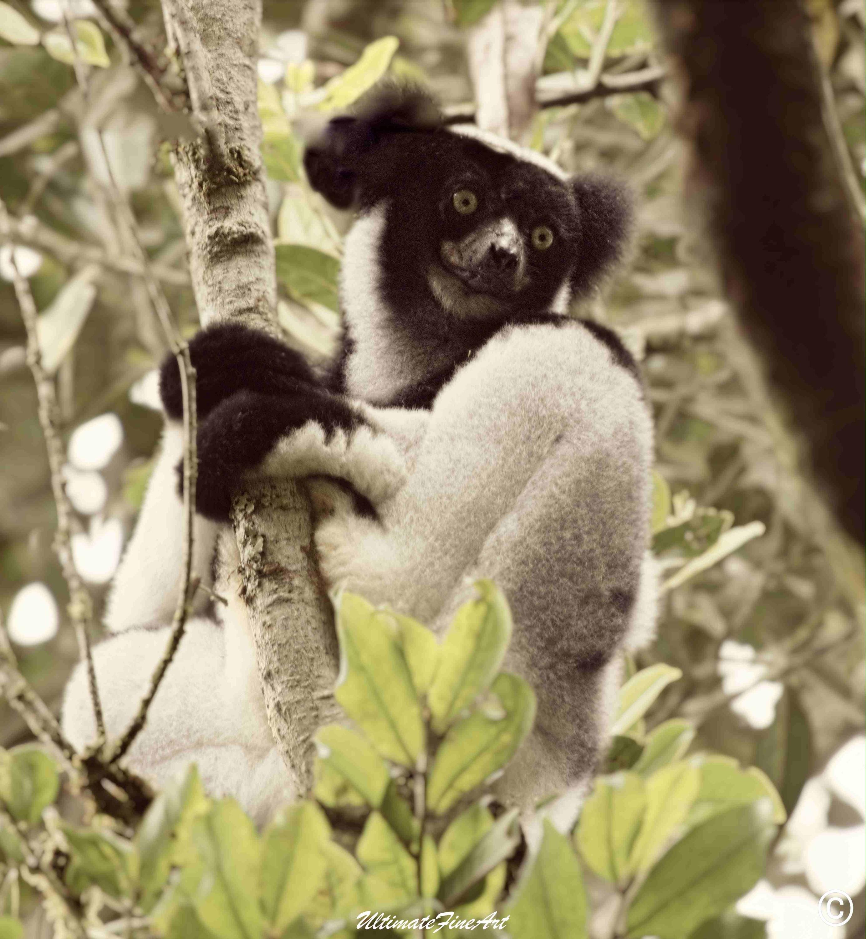 Indri Indri Lemur, Digital Download, Madagascar Lemur, Wildlife Photo ...