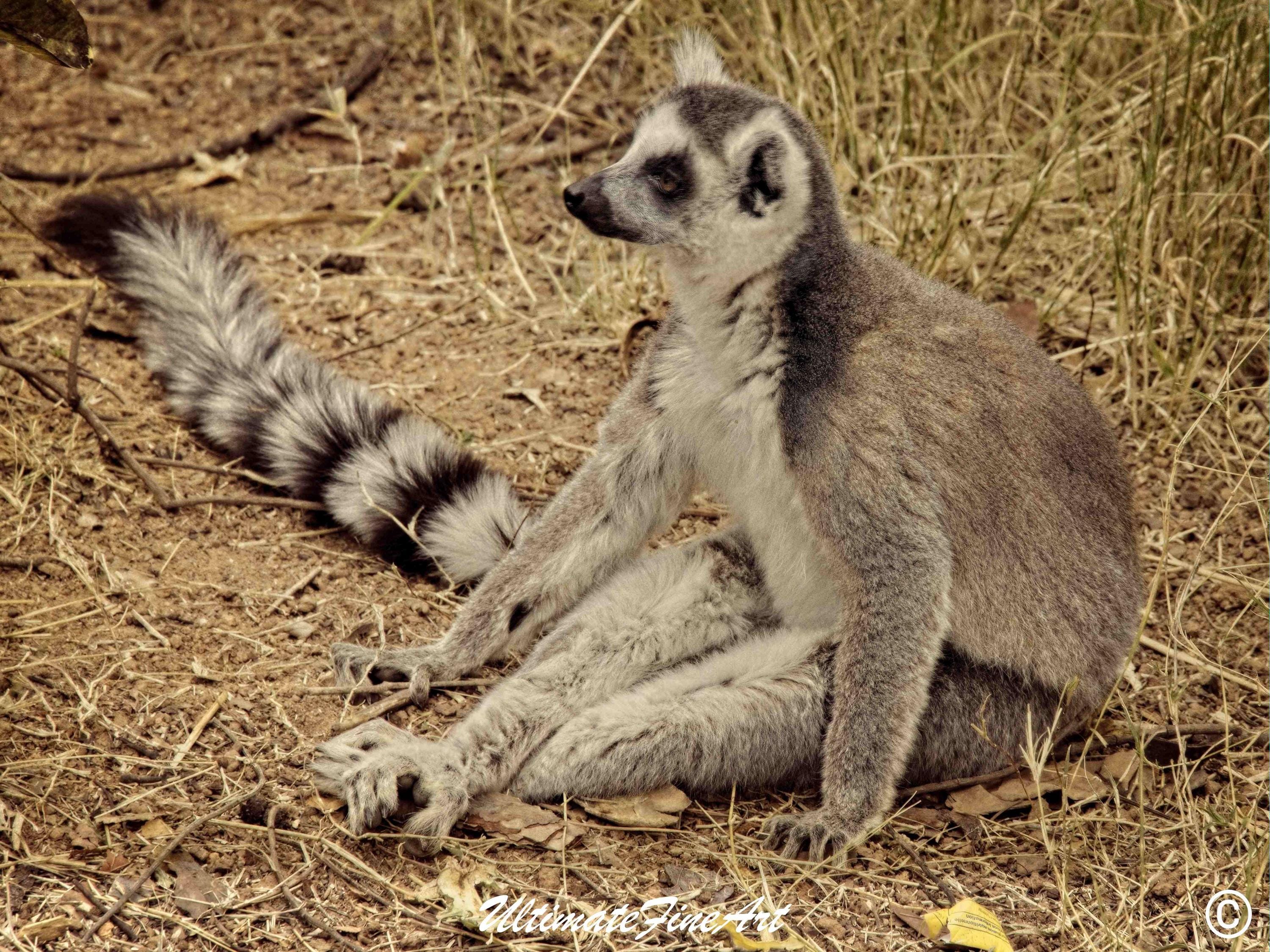 Ringed Tail Lemur, Digital Download, Madagascar Lemur, Wildlife Photo ...