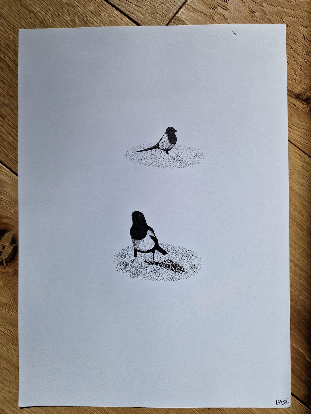 Magpie Bird Black Pen Ink Drawing - Etsy