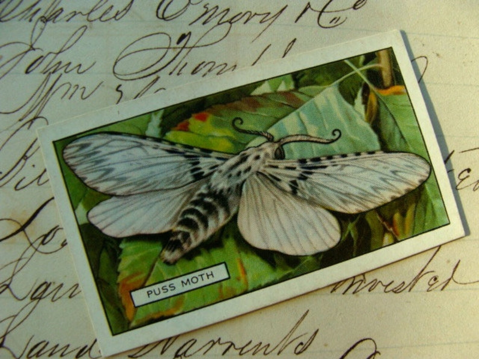 5 Stunning Antique Moth Collector Card Lot Wonderful for - Etsy