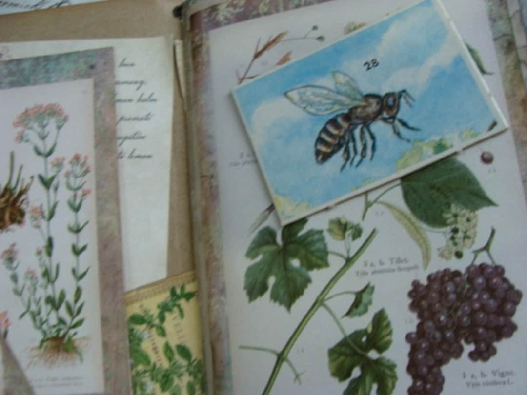 Antique Numbered Rare Card Board Bee Flash Card Wonderful Farmhouse ...